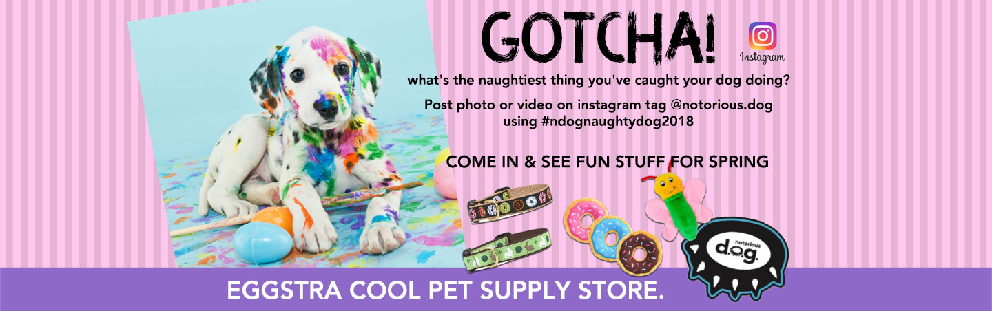 Notorious D.O.G. – The Dog Stuff Destination