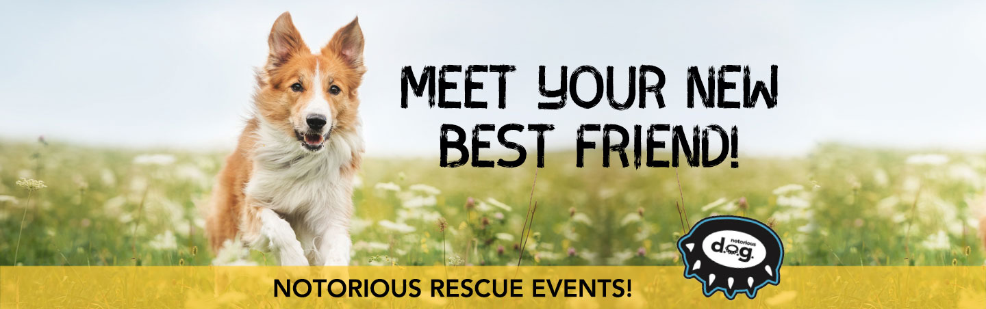 Notorious D.O.G. – The Dog Stuff Destination