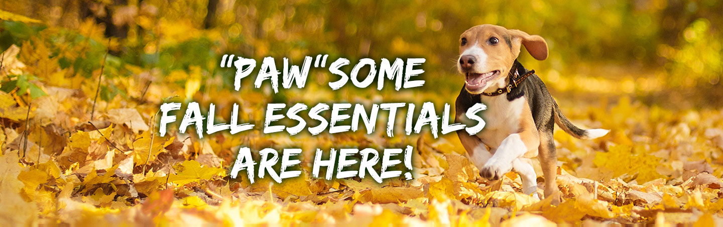 Notorious D.O.G. – The Dog Stuff Destination