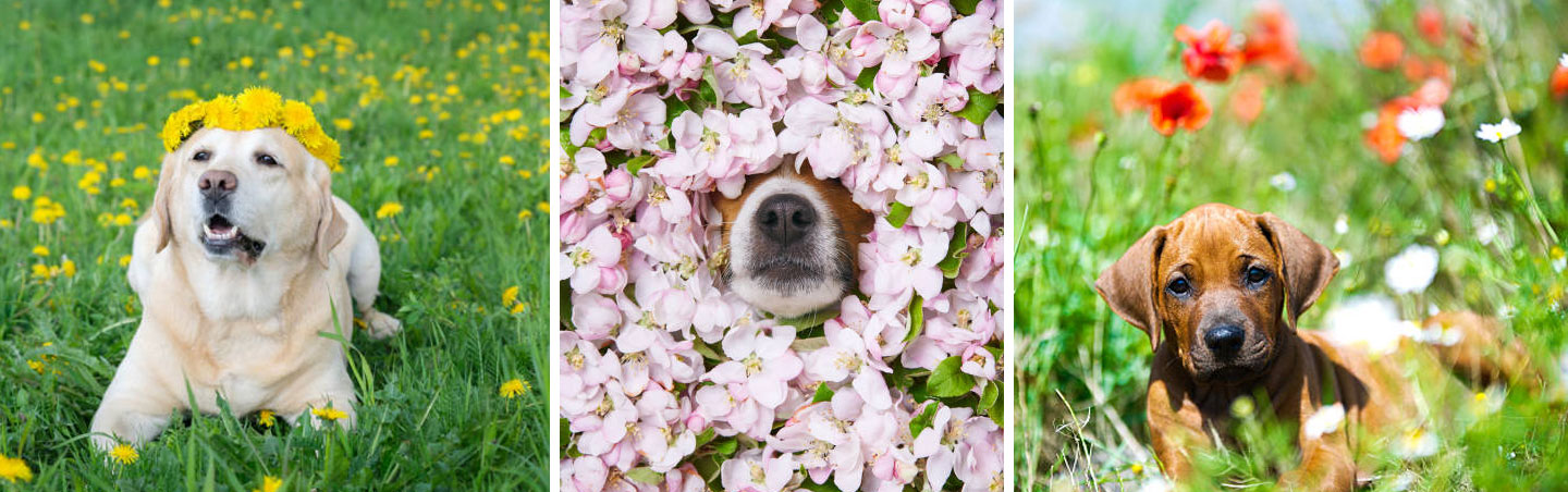 Notorious D.O.G. – The Dog Stuff Destination