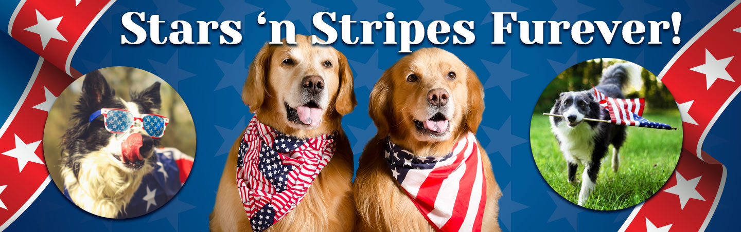 Notorious D.O.G. – The Dog Stuff Destination