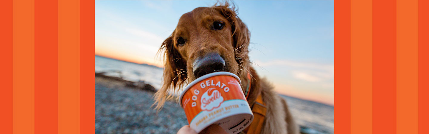 Notorious D.O.G. – The Dog Stuff Destination