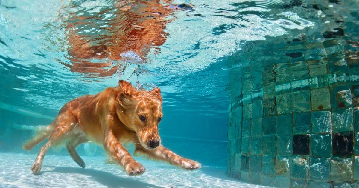 Notorious D.O.G. – The Dog Stuff Destination